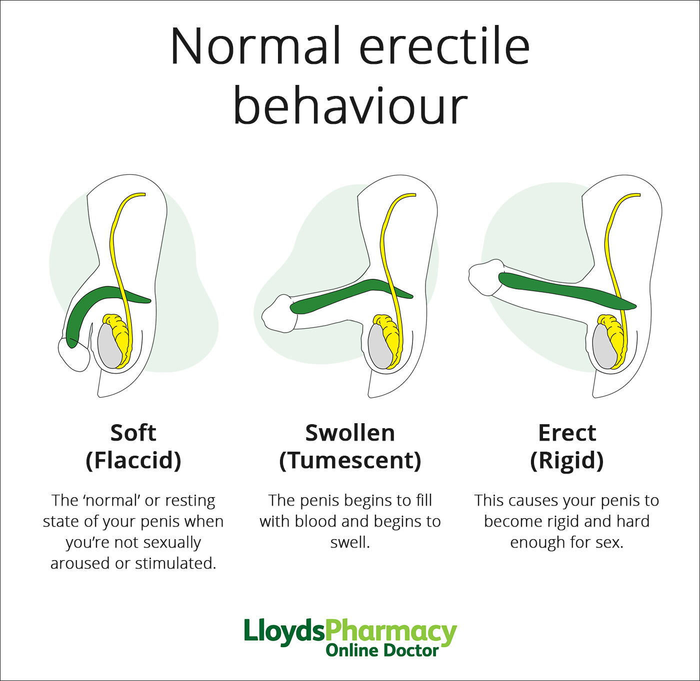Normal Erectile Function LloydsPharmacy Online Doctor UK Normal Erectile Function LloydsPharmacy Online Doctor UK